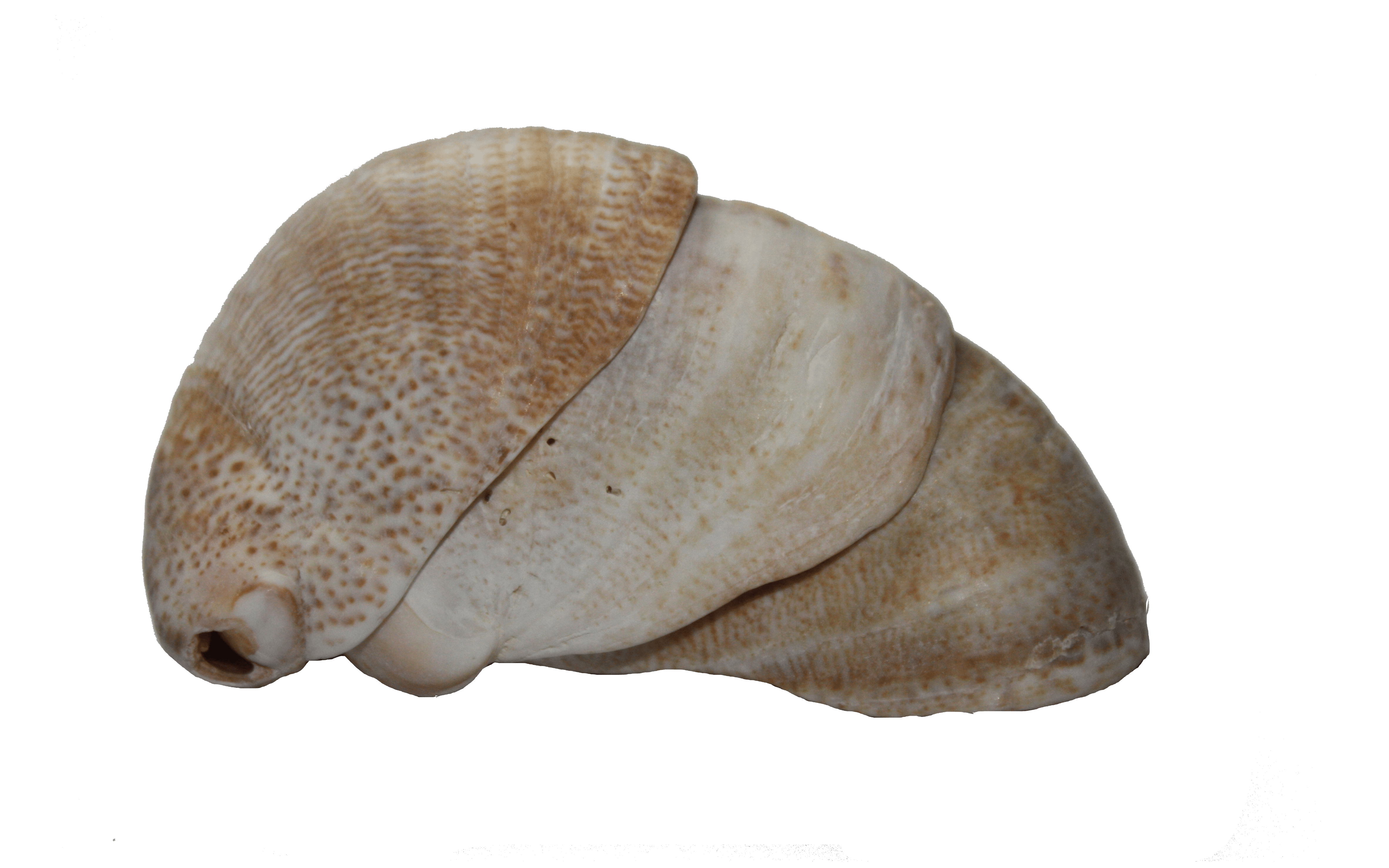 Berlingot de mer_Consommez responsable_Mr.Goodfish