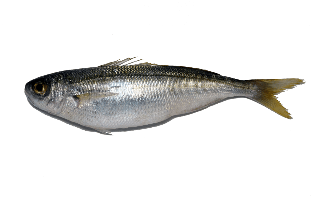 Boga_Boops boops_Consumo sostenible_Mr.Goodfish