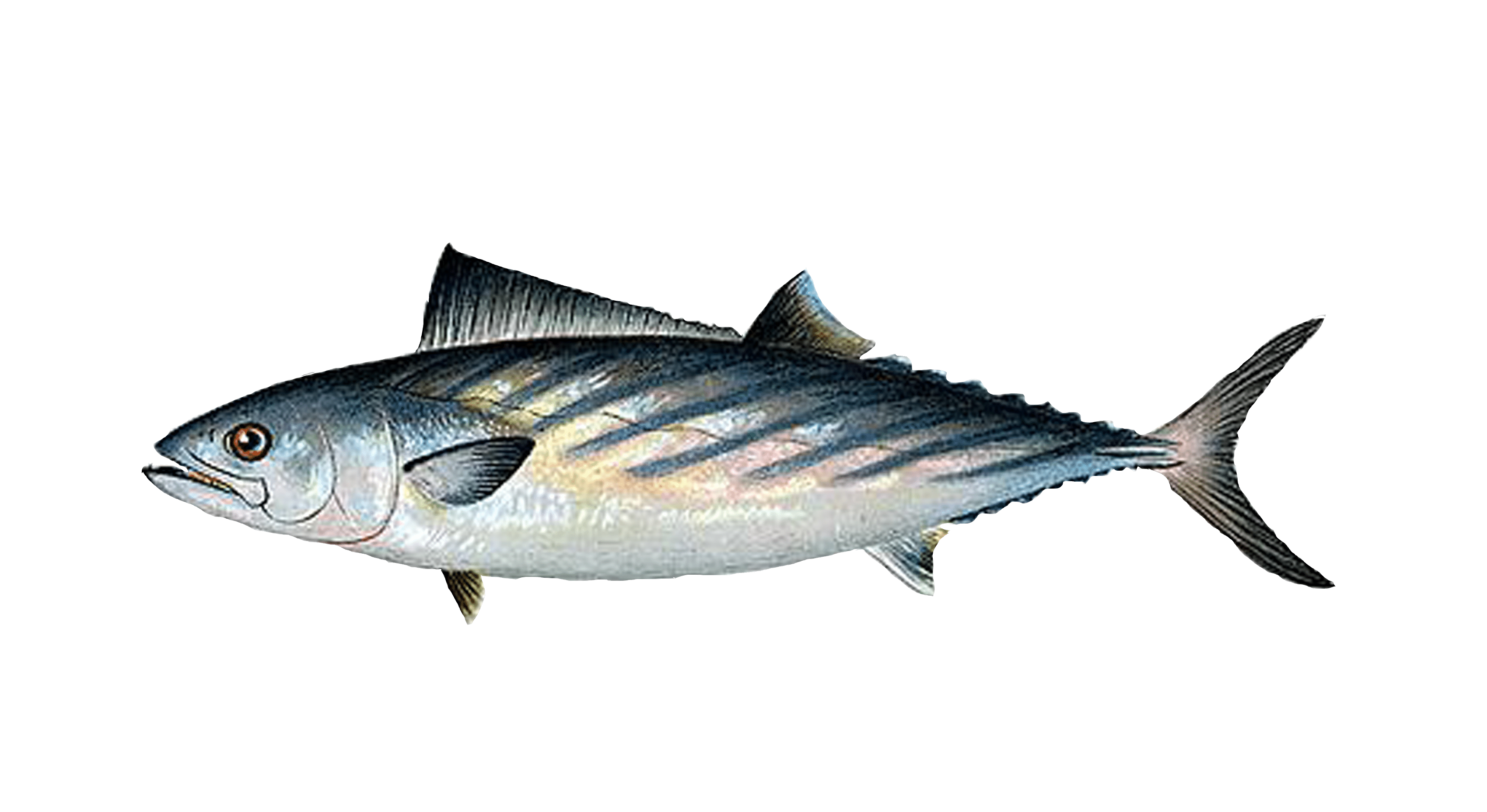 Bonite à dos rayé_Sarda sarda_Consommez responsable_Mr.Goodfish