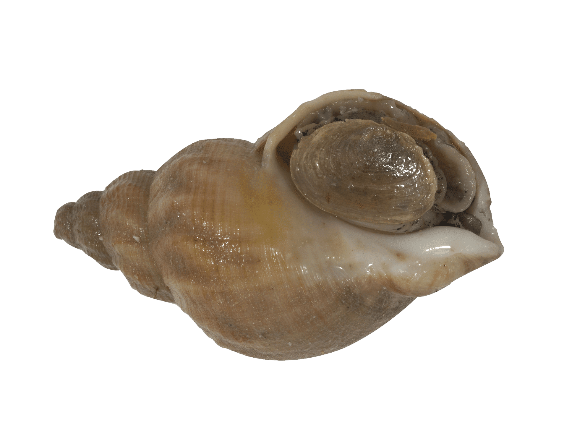 Bulot_Buccinum undatum_Consommez responsable_Mr.Goodfish