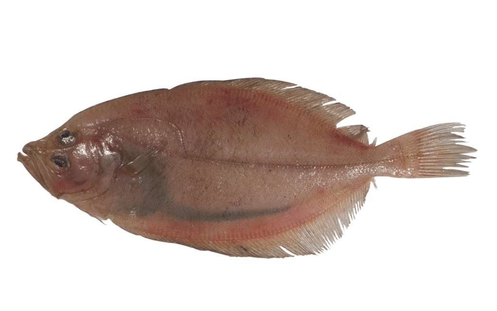 Cardine_Lepidorhombus whiffiagonis_Consommez durable_Mr.Goodfish