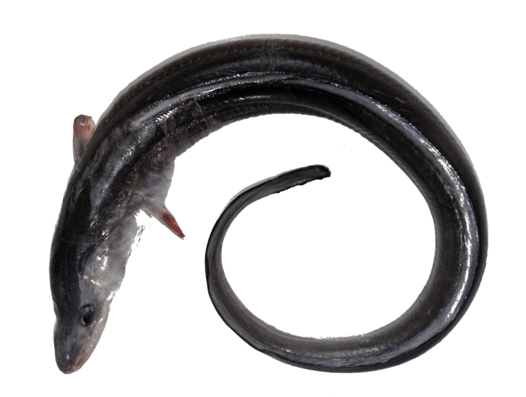 Congre_Conger conger_Consommez responsable_Mr.Goodfish