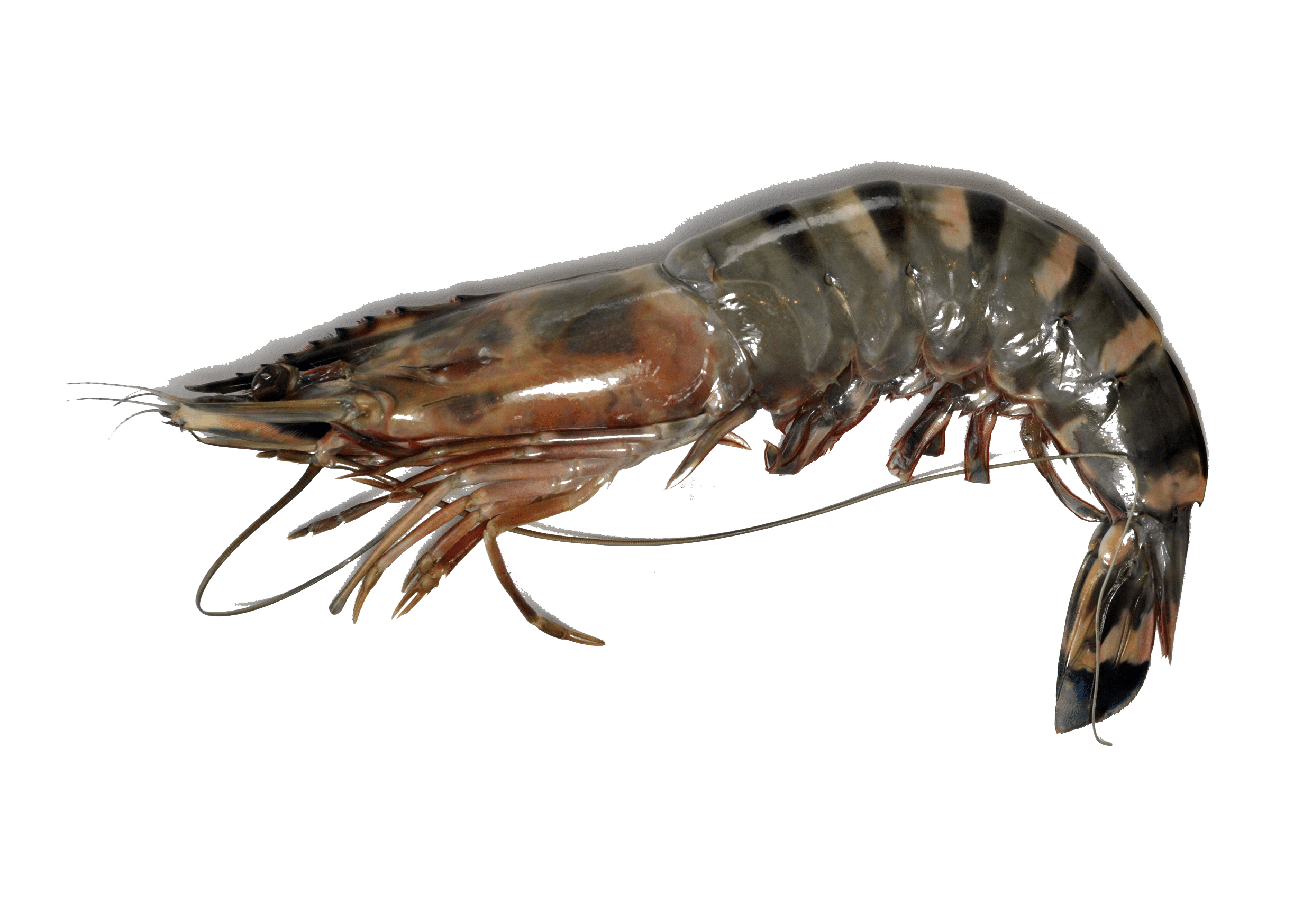 Crevette géante tigrée_Penaeus monodon_Consommez responsable