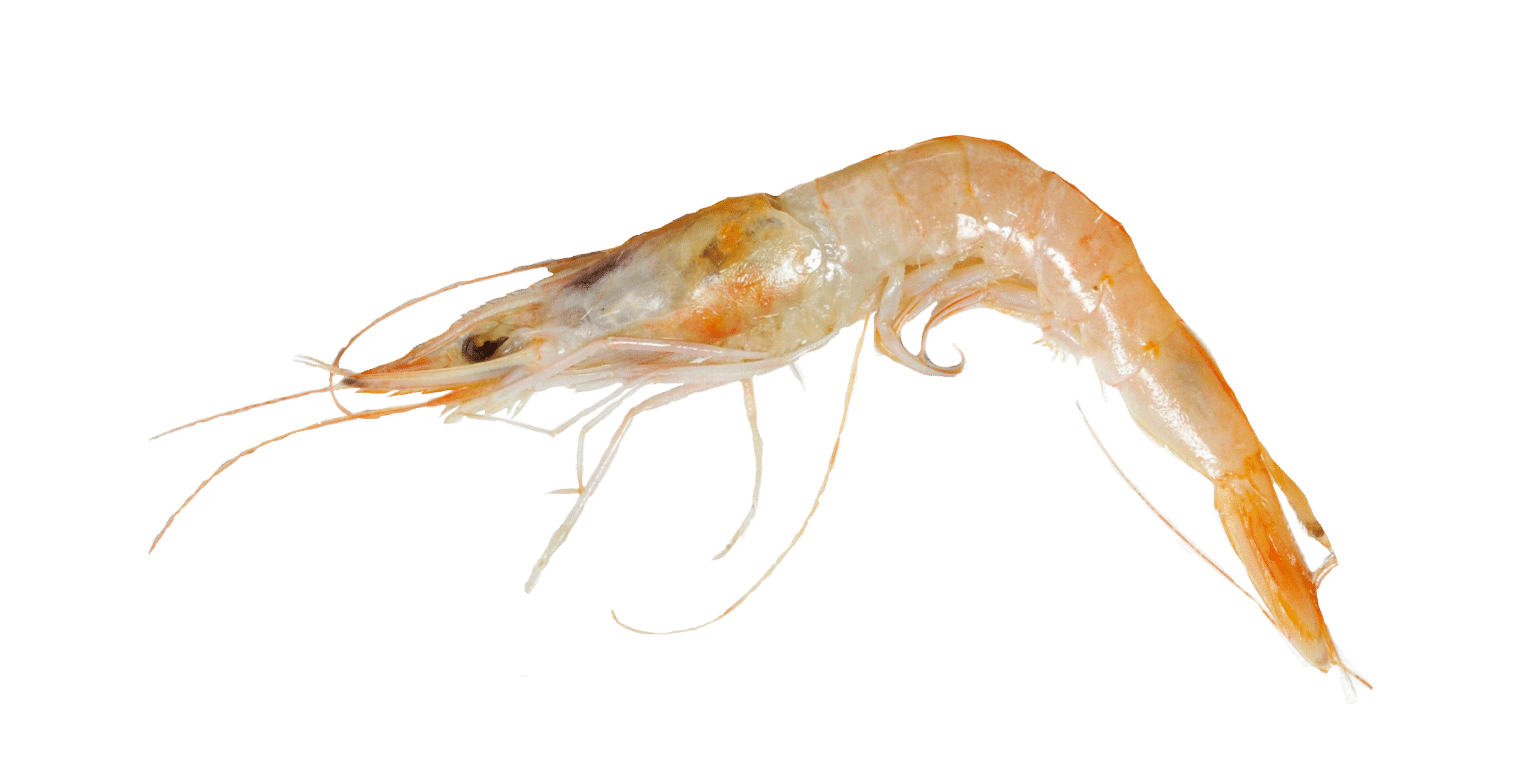 crevette-rose_Parapenaeus longirostris_Consommez-responsable_Mr.Goodfish