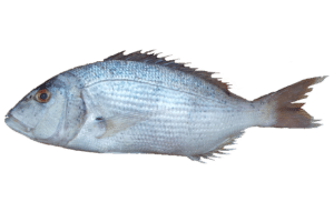 Common dentex_Dentex dentex_Act with us_Mr.Goodfish