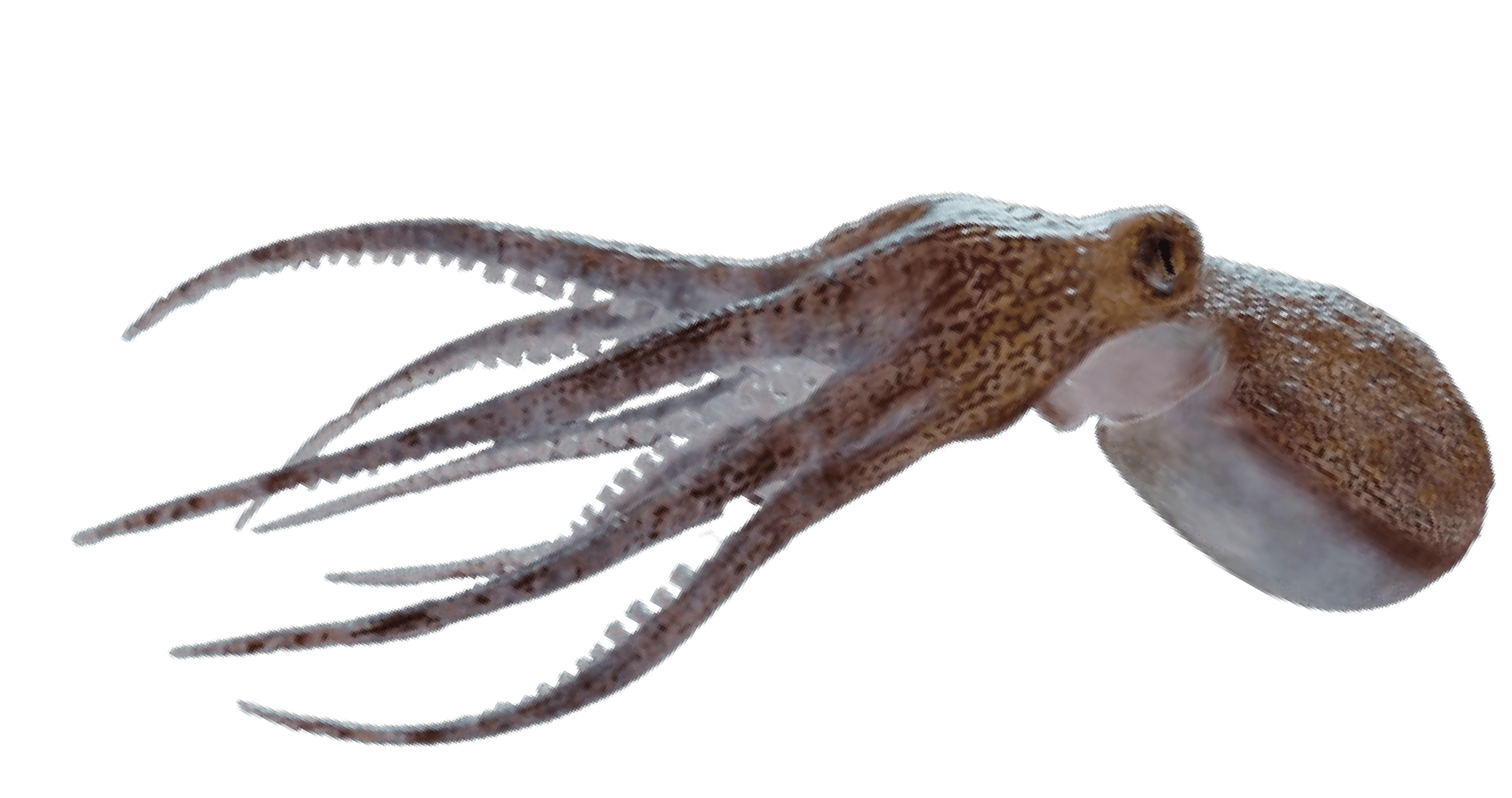 Eledone_Consommez responsable_Mr.Goodfish