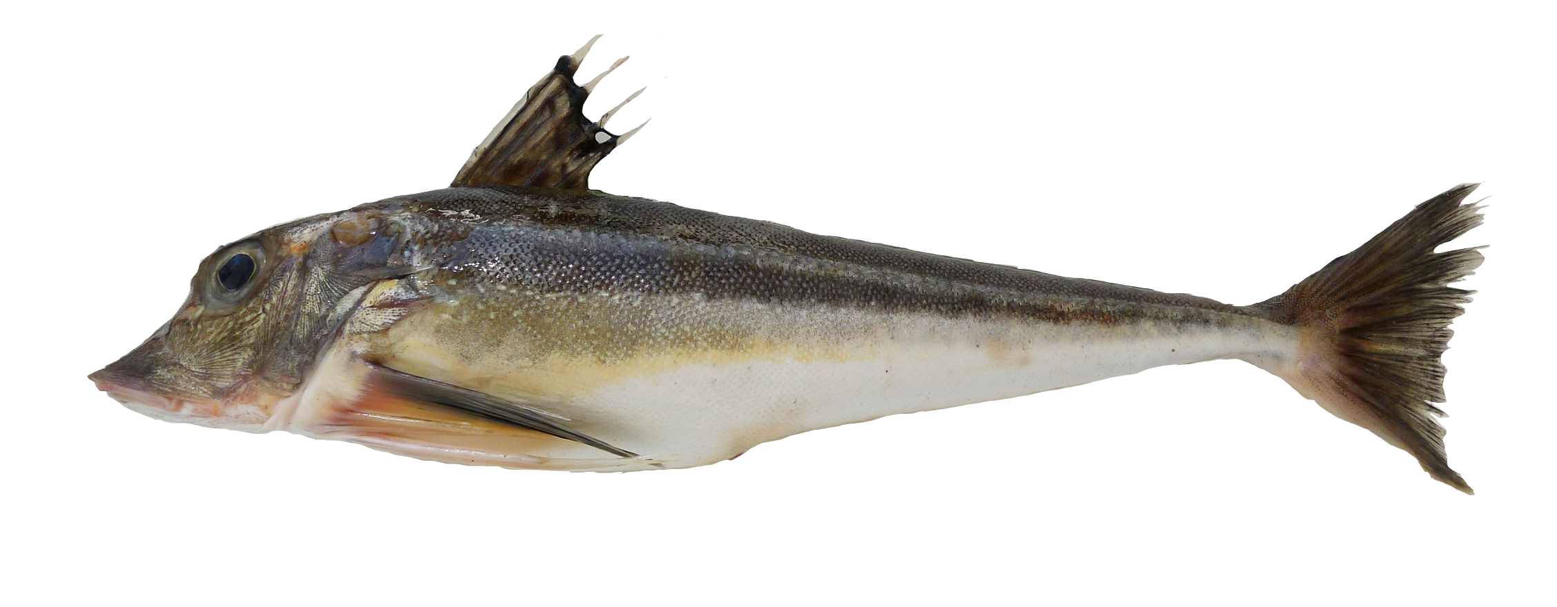 Grondin gris - Mr.Goodfish