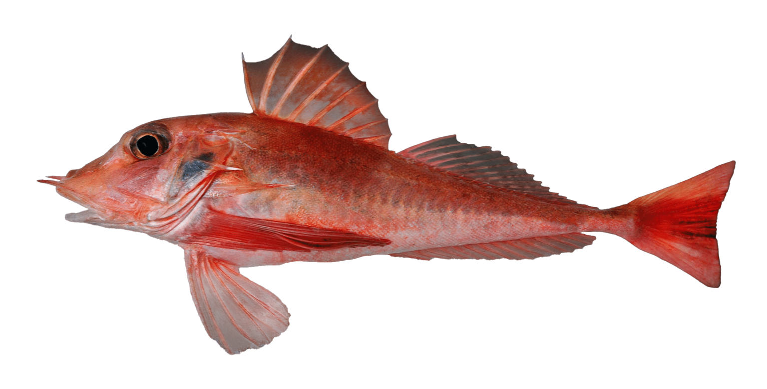 Grondin lyre_Trigla lyra_Consommez responsable_Mr.Goodfish