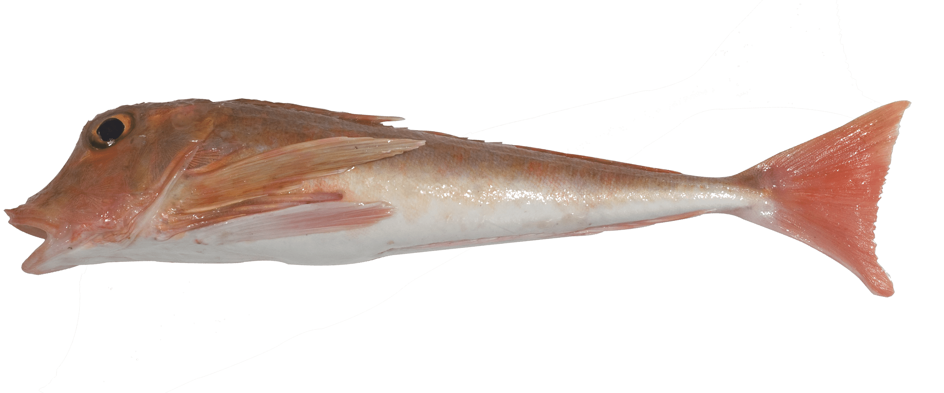 grondin-rouge_Chelidonichtys cuculus_Consommez-responsable