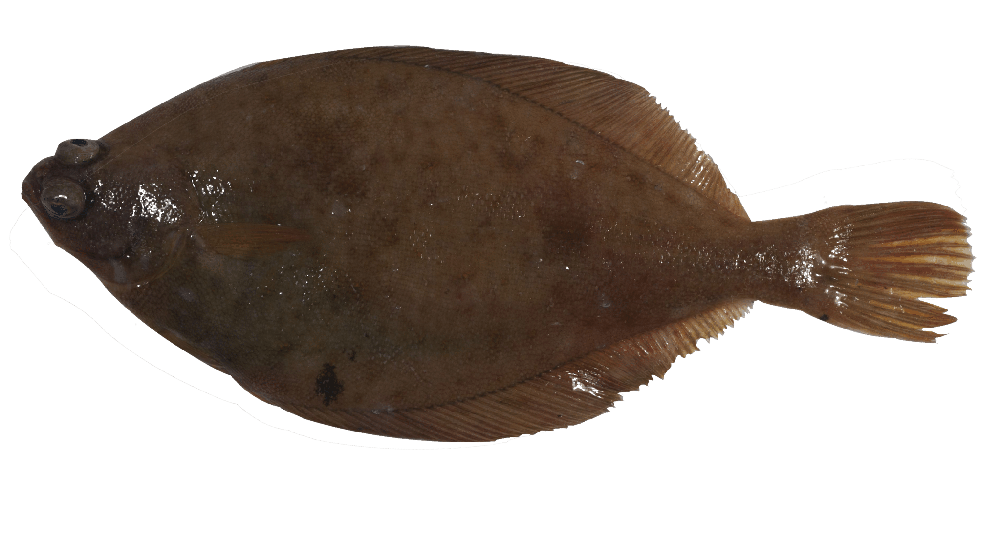 Limande_Limanda limanda_Consommez responsable_Mr.Goodfish