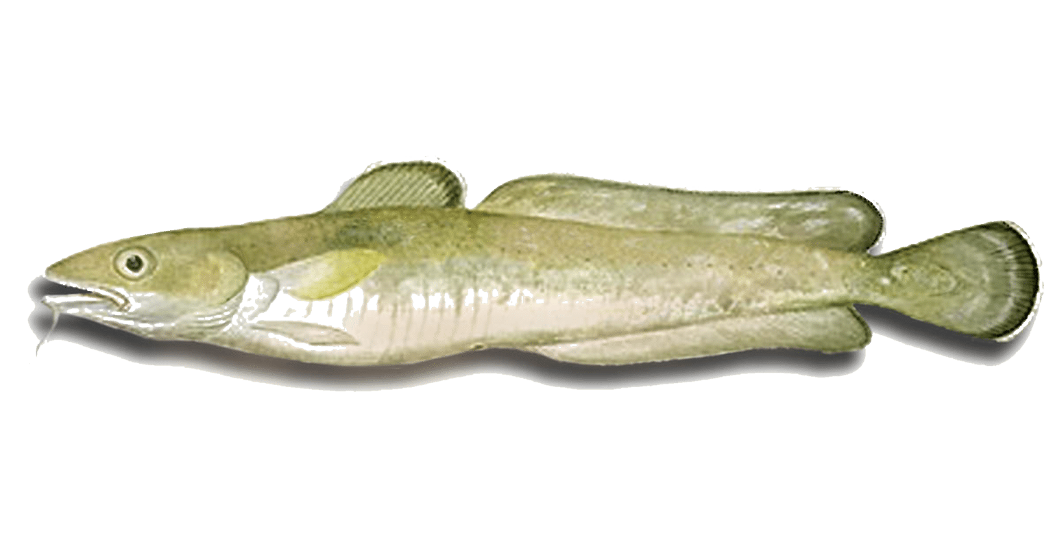 Lingue franche_Molva molva_Consommez responsable_Mr.Goodfish