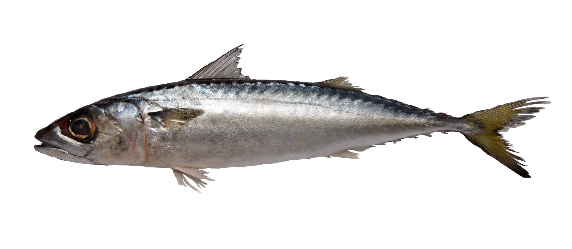 Maquereau espagnol_Consommez responsable_Mr.Goodfish