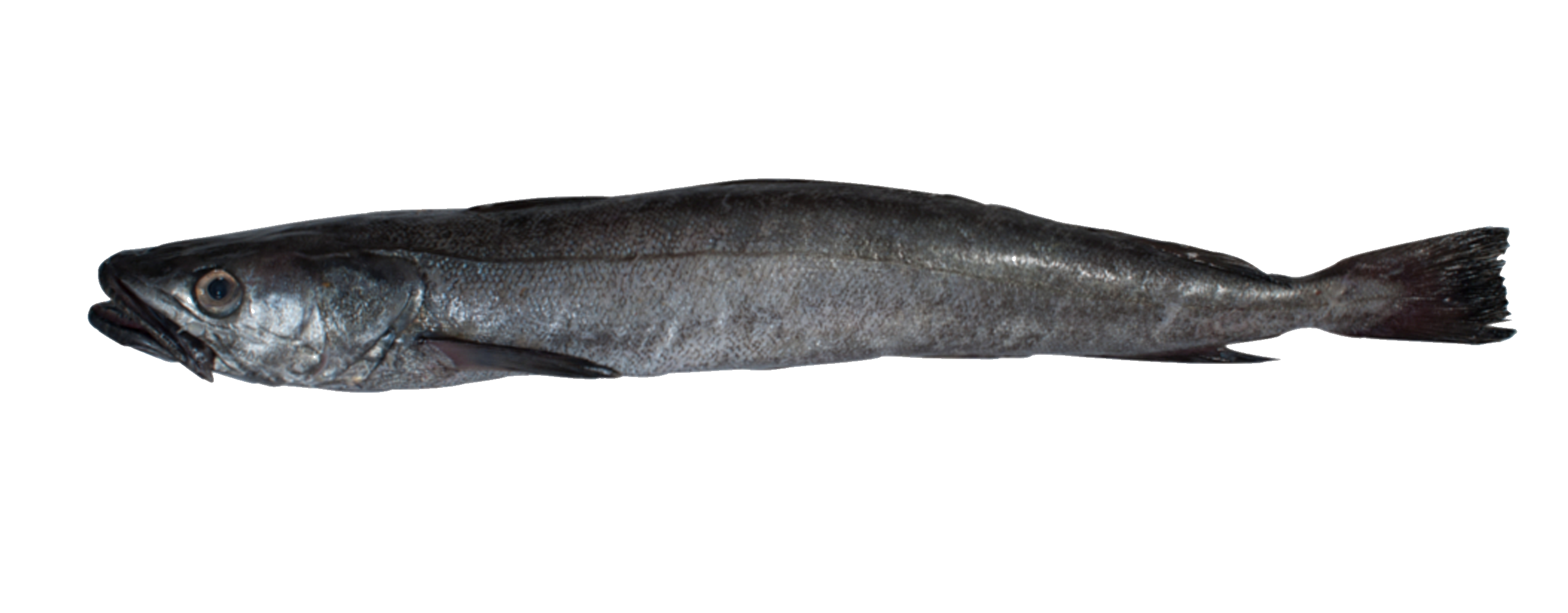 Merluza europea_Merluccius merluccius_Consumo sostenible_Mr.Goodfish