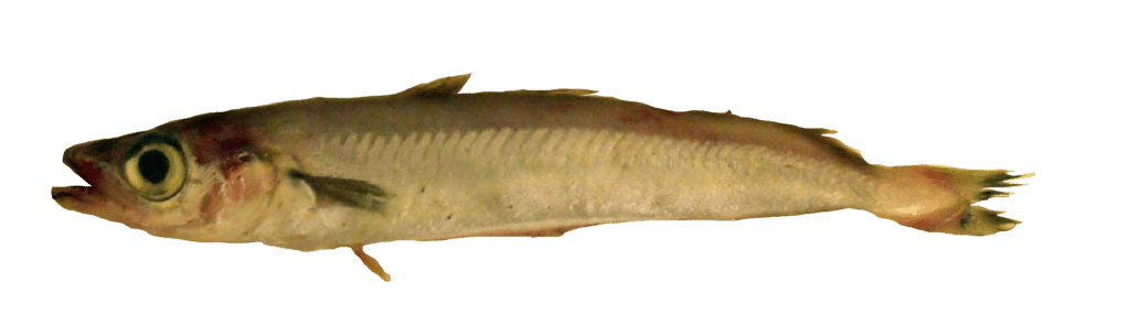 merlan-bleu_micromesistius poutassou_Consommez responsable_Mr.Goodfish