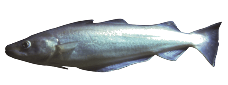 Merlu croustillant et tagliatelles_Consommez responsable|Mr.Goodfish