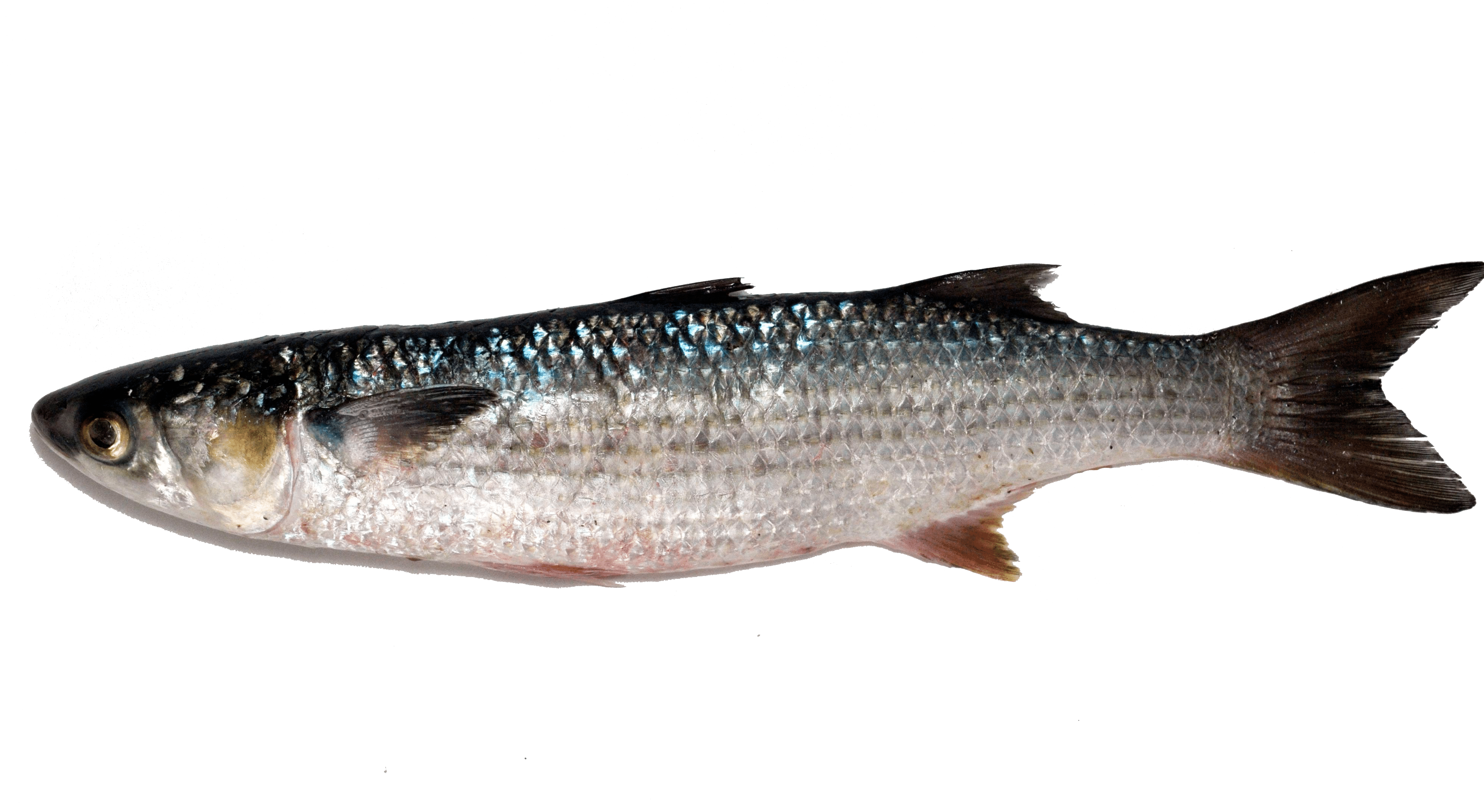 Mulet cabot_Mugil_Consommez responsable_Mr.Goodfish