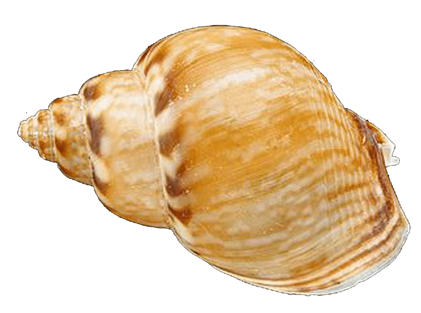 nasse-changeante_Nassarius mutabilis_Consommez responsable_Mr.Goodfish