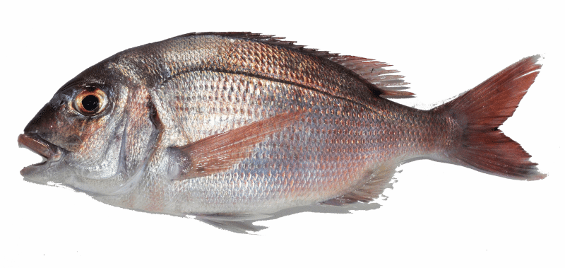 Pagre commun_Pagrus_Consommez responsable_Mr.Goodfish