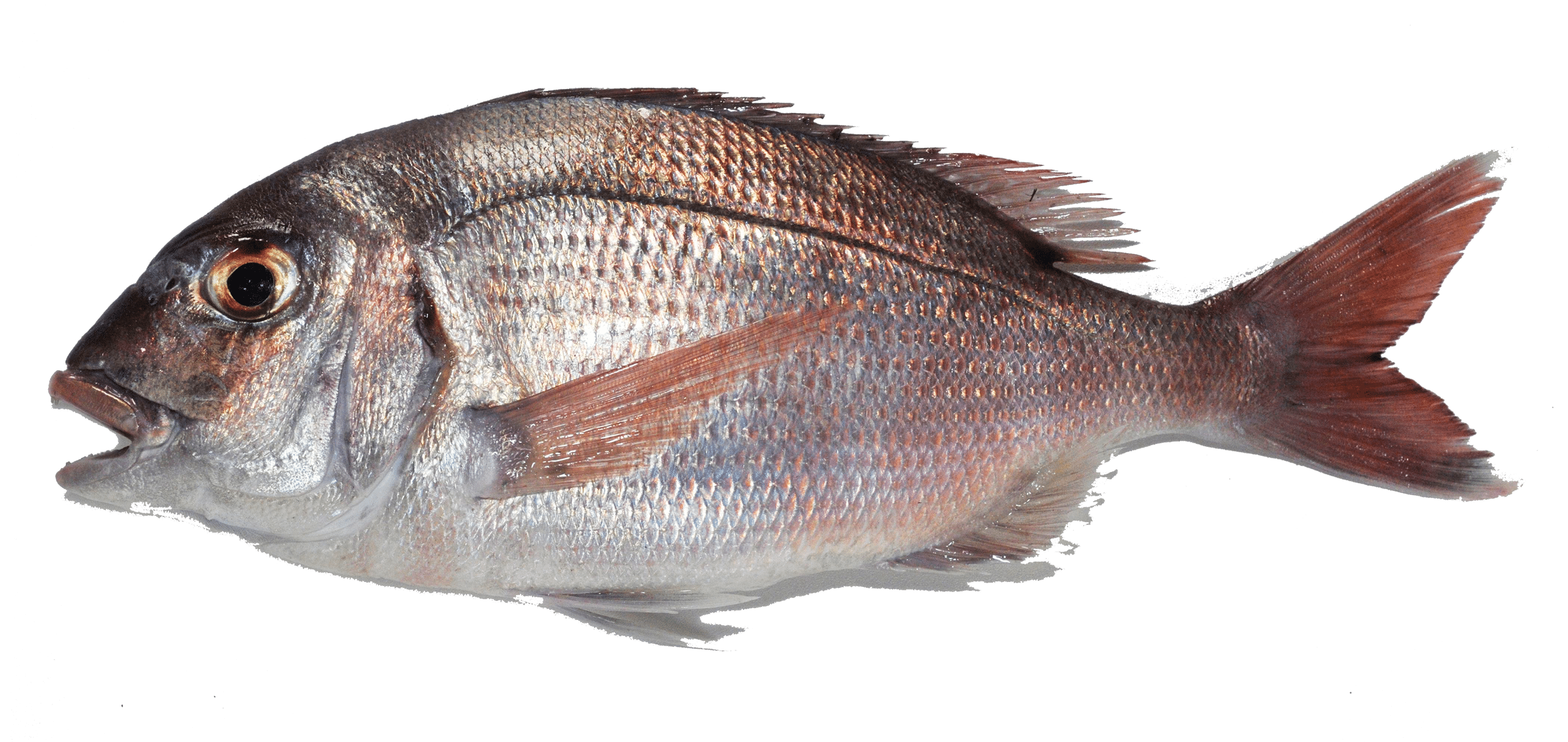 Red porgy_Pagrus pagrus_Consum responsible_Mr.Goodfish