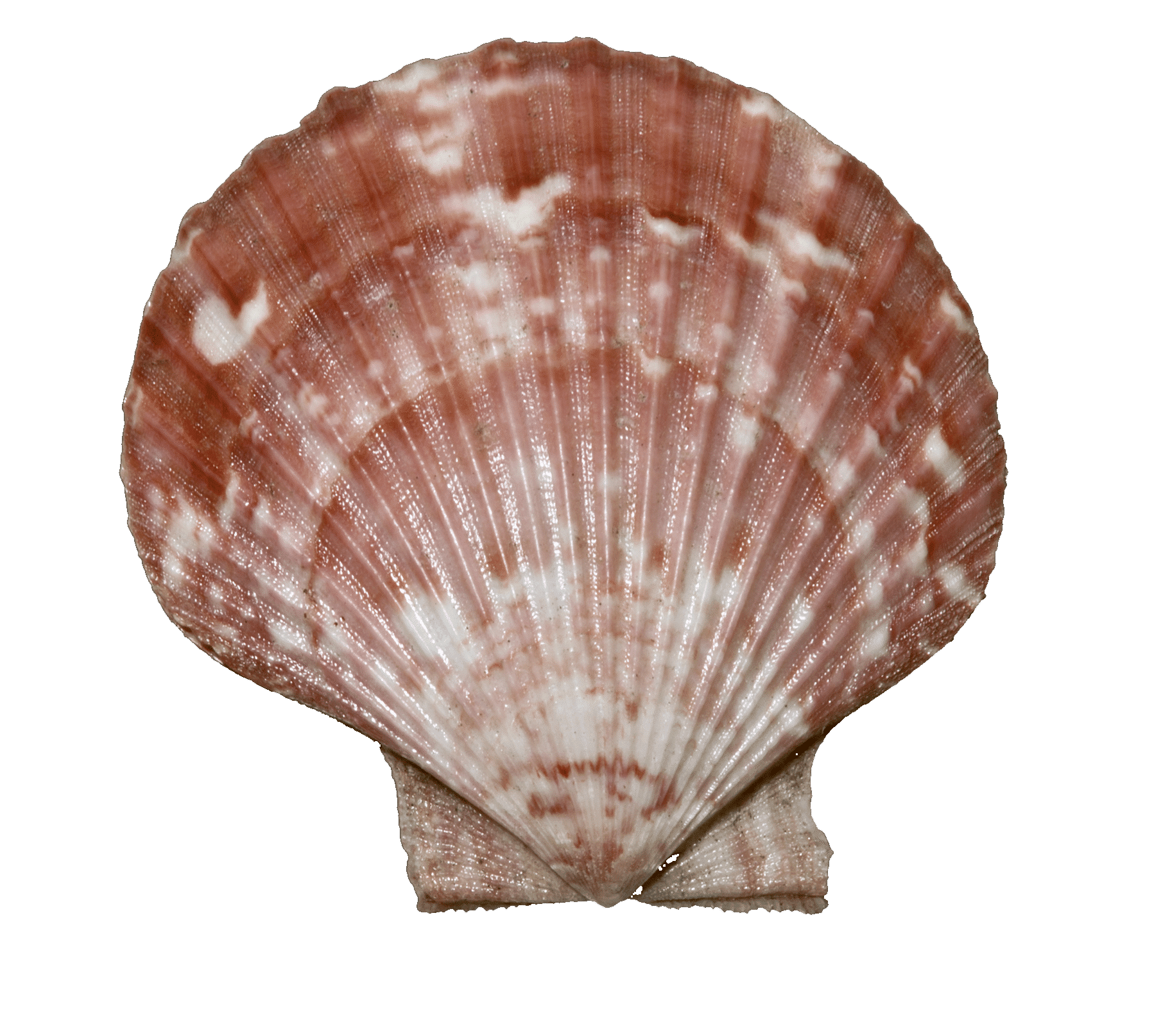 Queen Scallop
