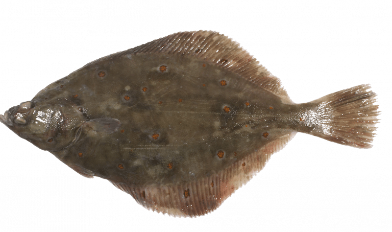 Plie_Pleuronectes platessa_Consommez responsable_Mr.Goodfish