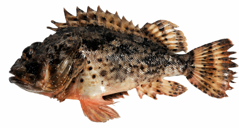 Rascasse brune_Scorpaena porcus_Consommez responsable_Mr.Goodfish