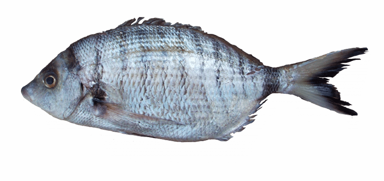 Sar à museau pointu_Consommez responsable_Mr.Goodfish