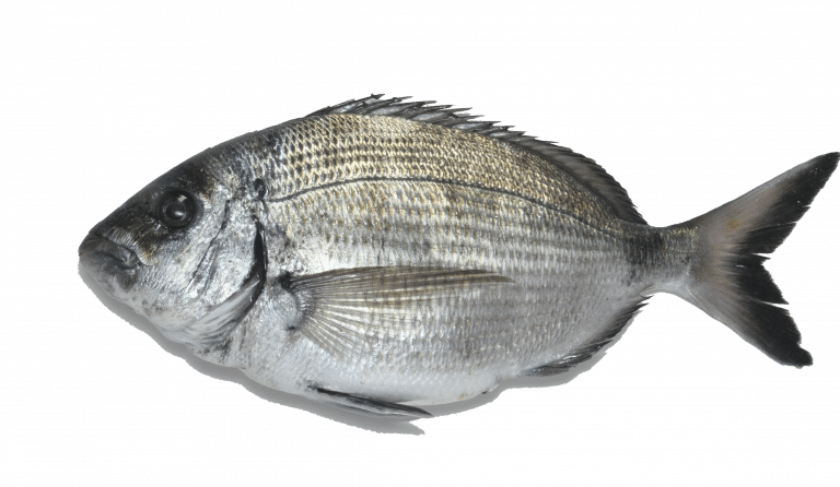 Sar commun_Diplodus sargus_Consommez responsable_Mr.Goodfish