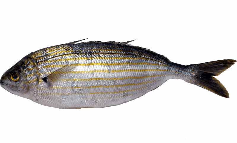 Saupe_Sarpa salpa_Consommez responsable_Mr.Goodfish