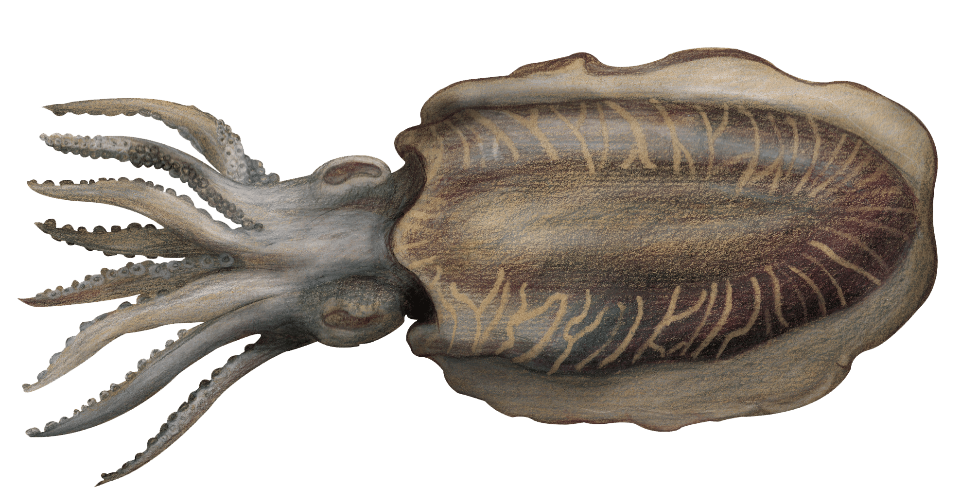 Seiche_Sepia officinalis_Consommez responsable_Mr.Goodfish