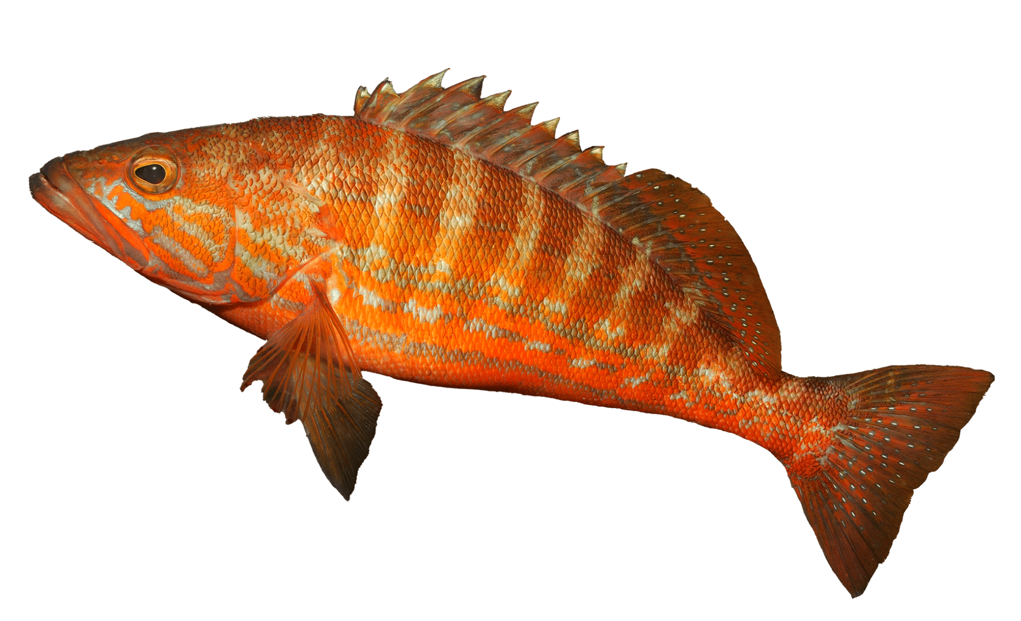 Serran cabrille_Serranus cabrilla_Consommez responsable_Mr.Goodfish