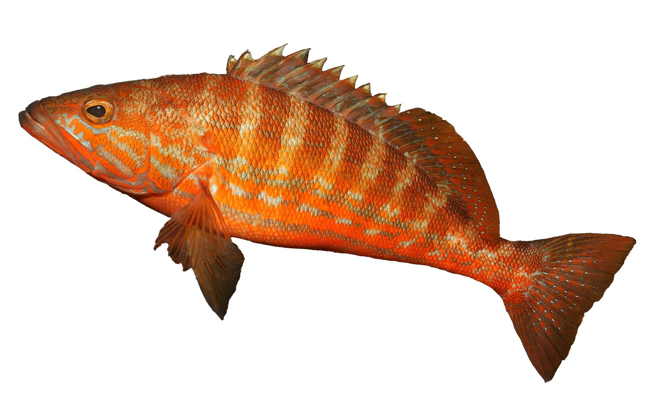 Serran cabrille_Serranus cabrilla_Consommez responsable_Mr.Goodfish