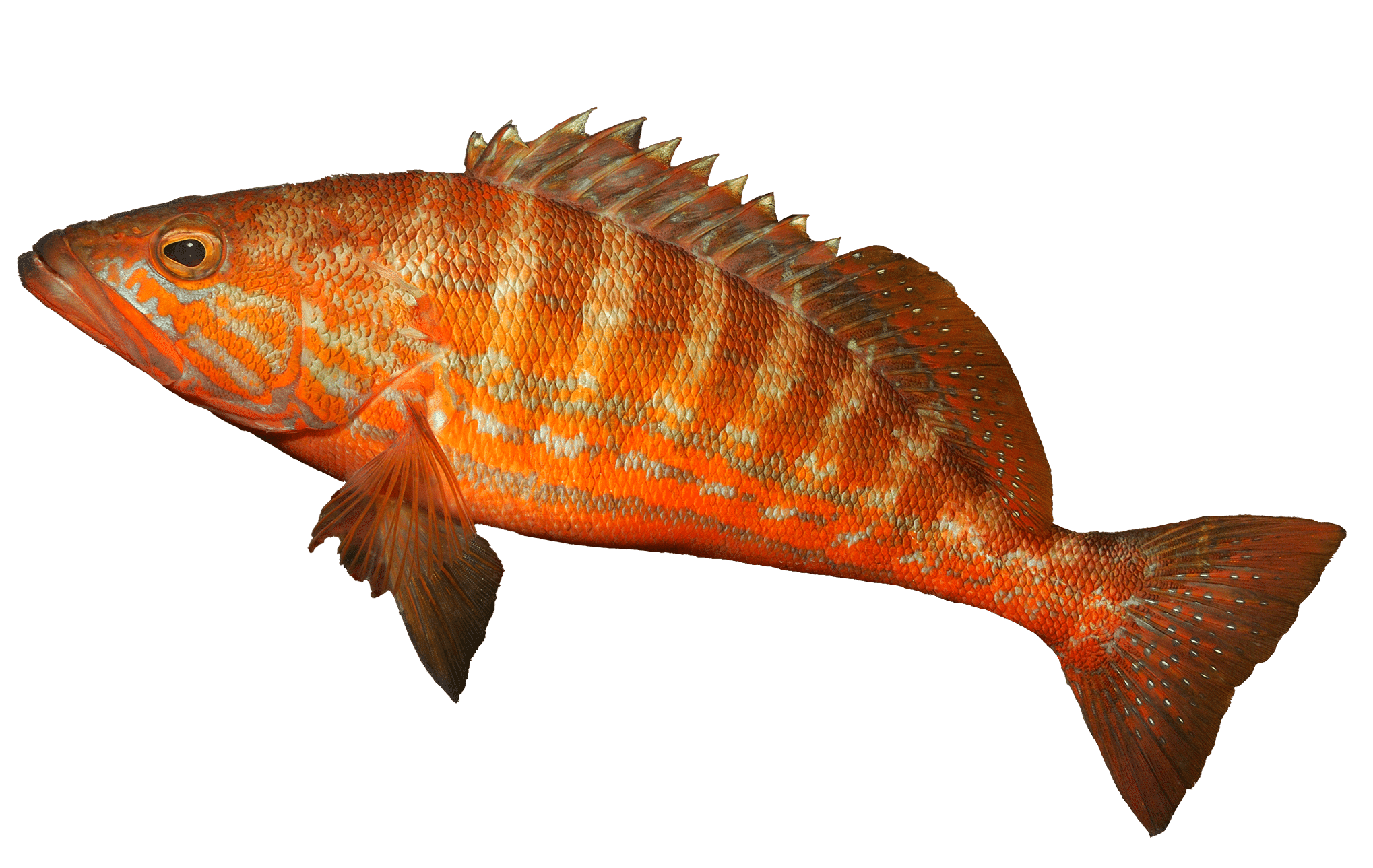 Comber_Serranus cabrilla_Consumn_responsible_Mr.Goodfish