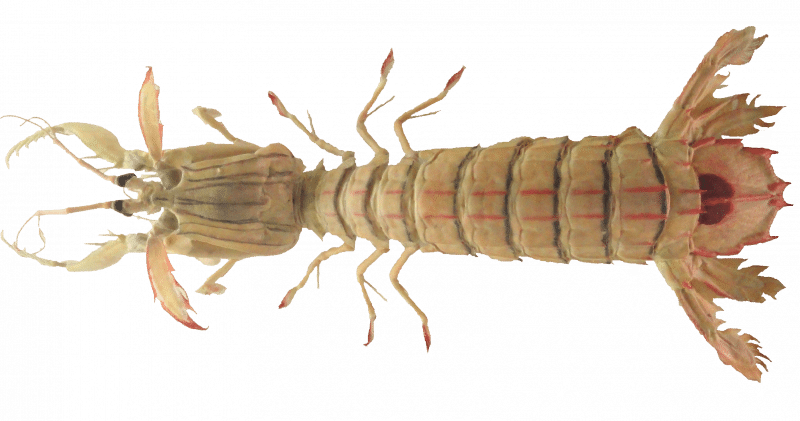 squille-ocelee_Squilla mantis_Consommez responsable_Mr.Goodfish