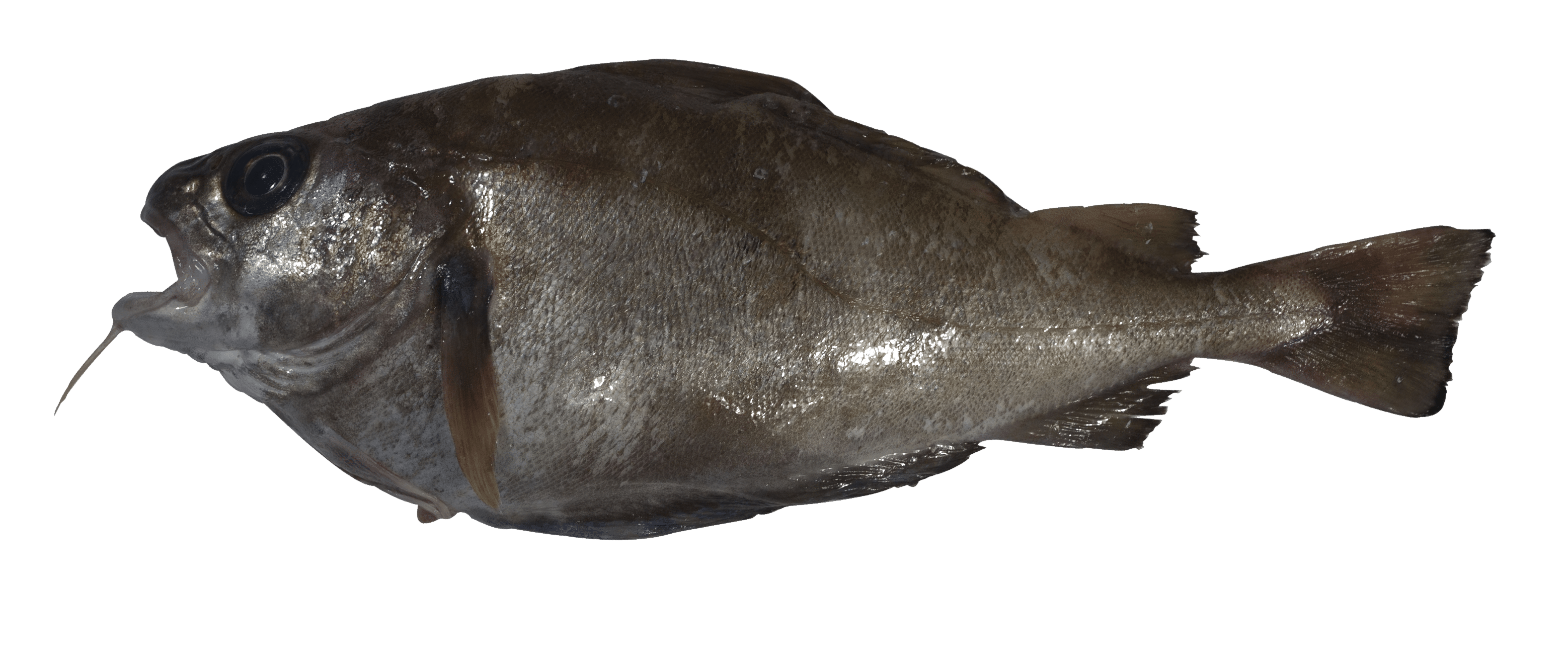 Pouting_Tripsoterus luscus_Act with us_Mr.Goodfish