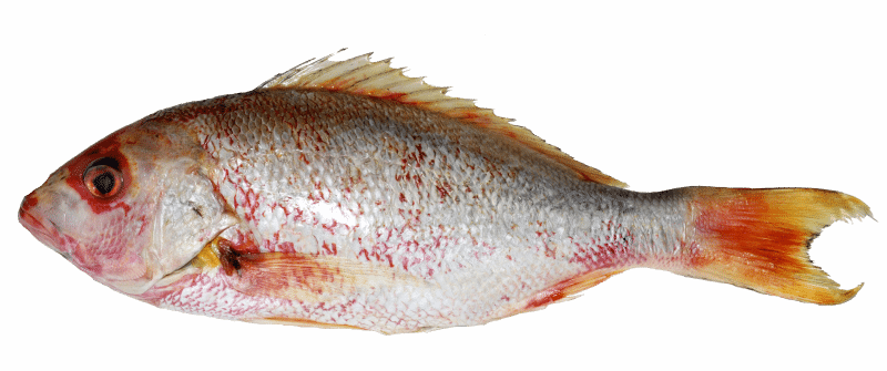 Southern red snapper_Lutjanus purpureus_Act with us_Mr.Goodfish