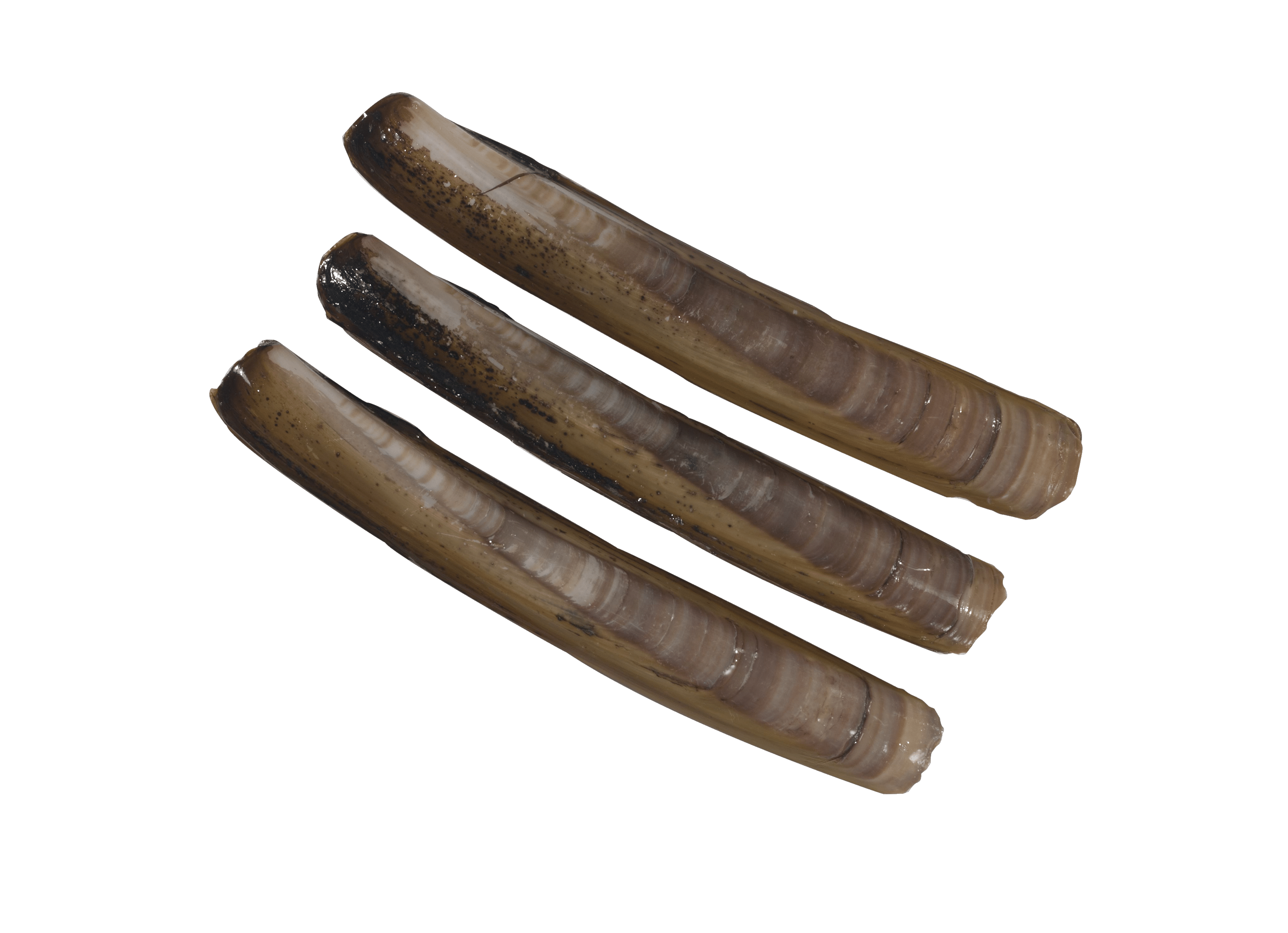 couteau_Ensis sp_Consommez-responsable_Mr.Goodfish