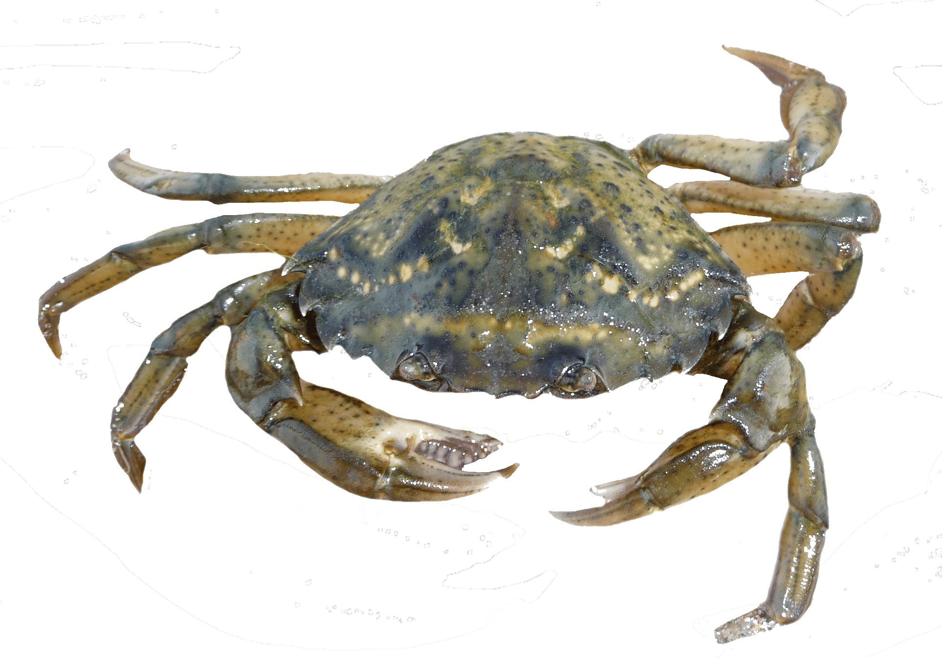 Comment cuire l’araignée de mer ? - Mr.Goodfish