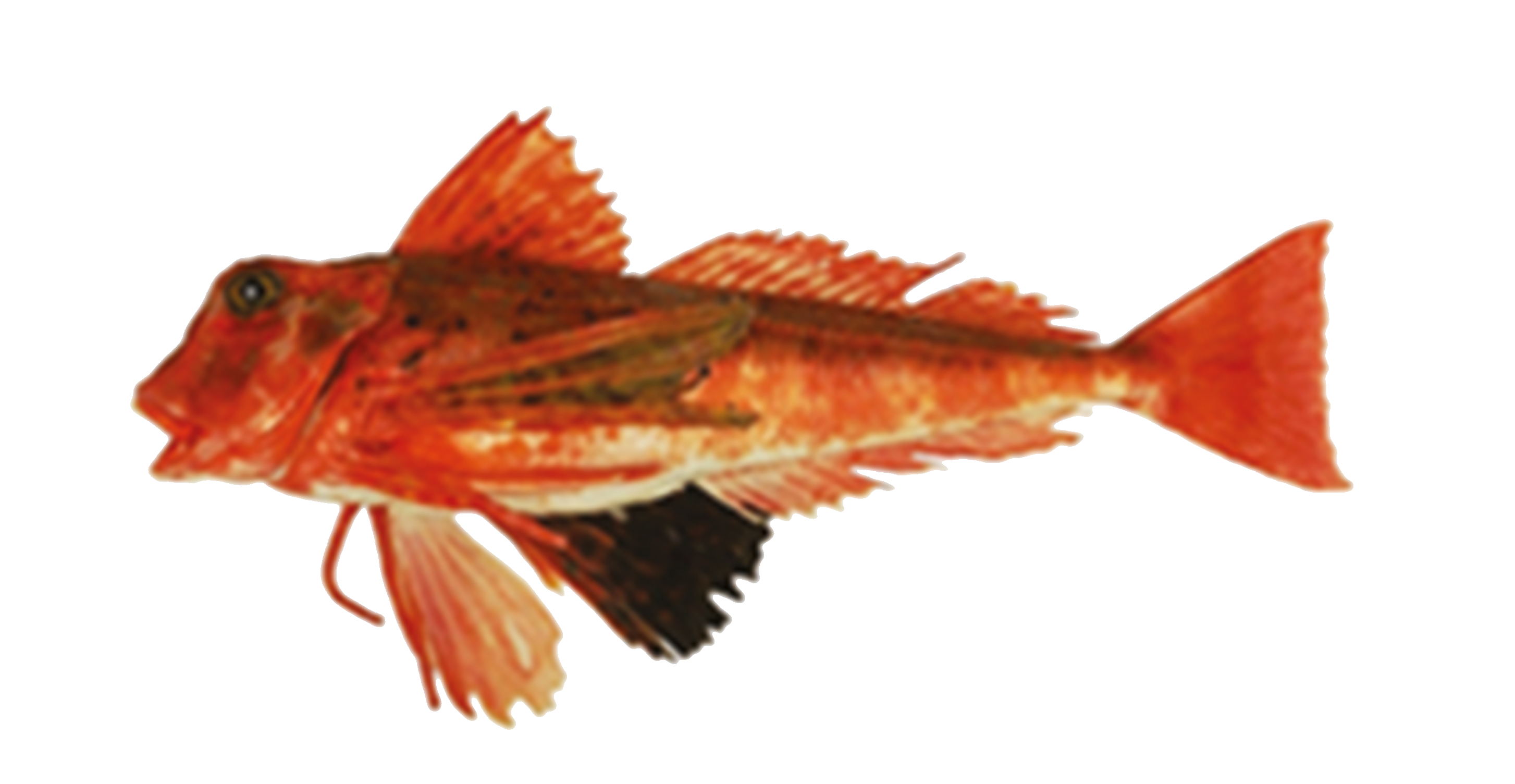 Grondin camard_Trigloporus lastoviza_Consommez responsable_Mr.Goodfish