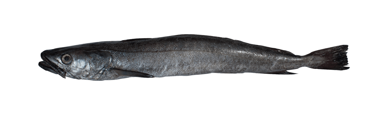 Hake_Merluccius merluccius_Consum_responsible_Mr.Goodfish