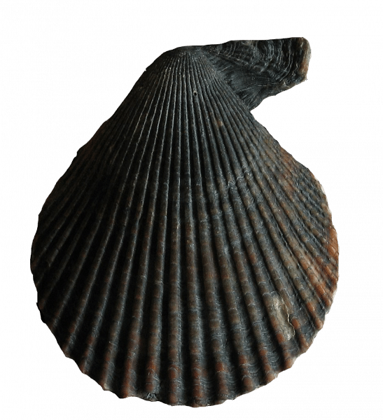 petoncle-noire_Clamys varia_Consommez responsable_Mr.Goodfish