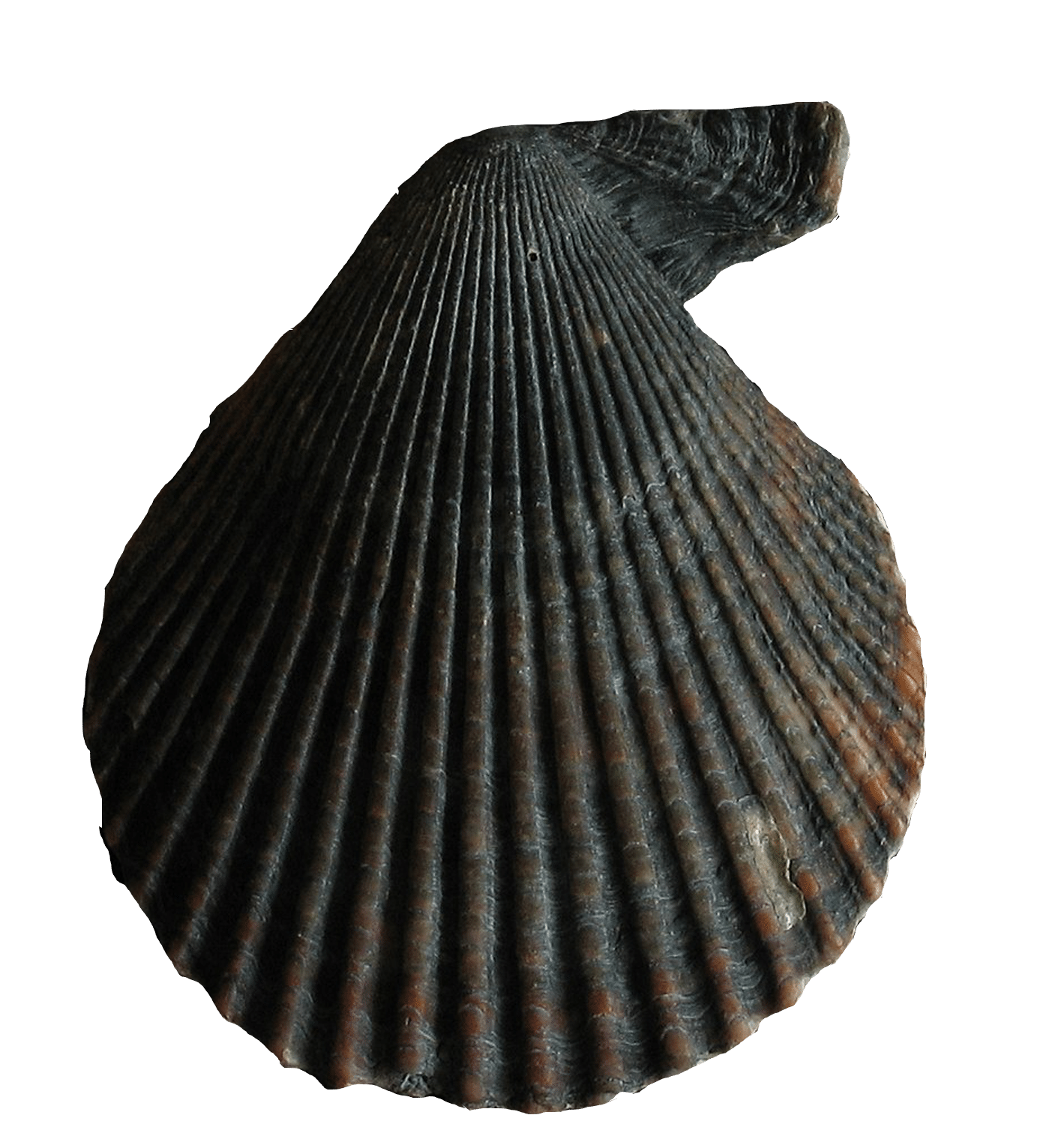 petoncle-noire_Clamys varia_Consommez responsable_Mr.Goodfish