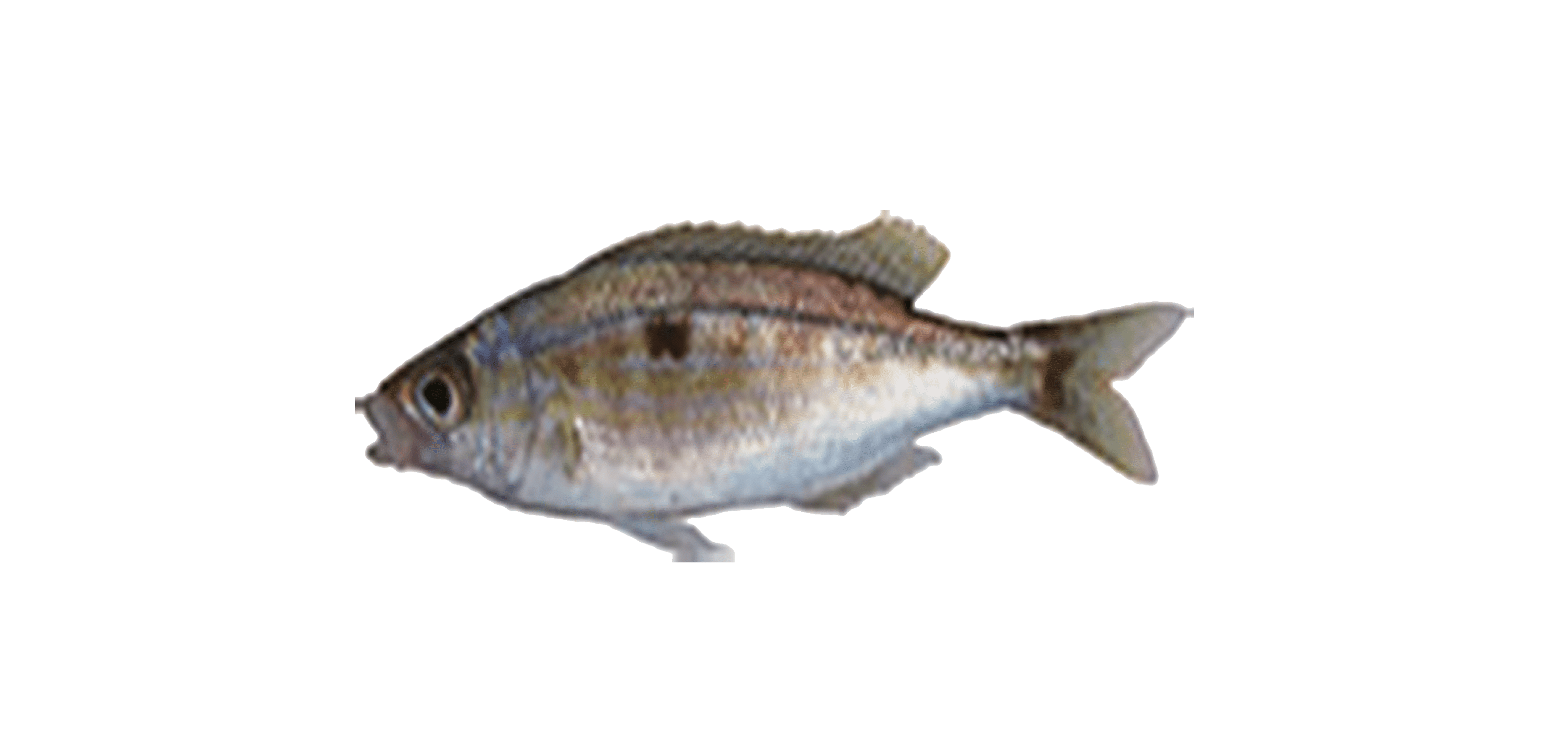 picarel_Spicara smaris_Consommez responsable_Mr.Goodfish