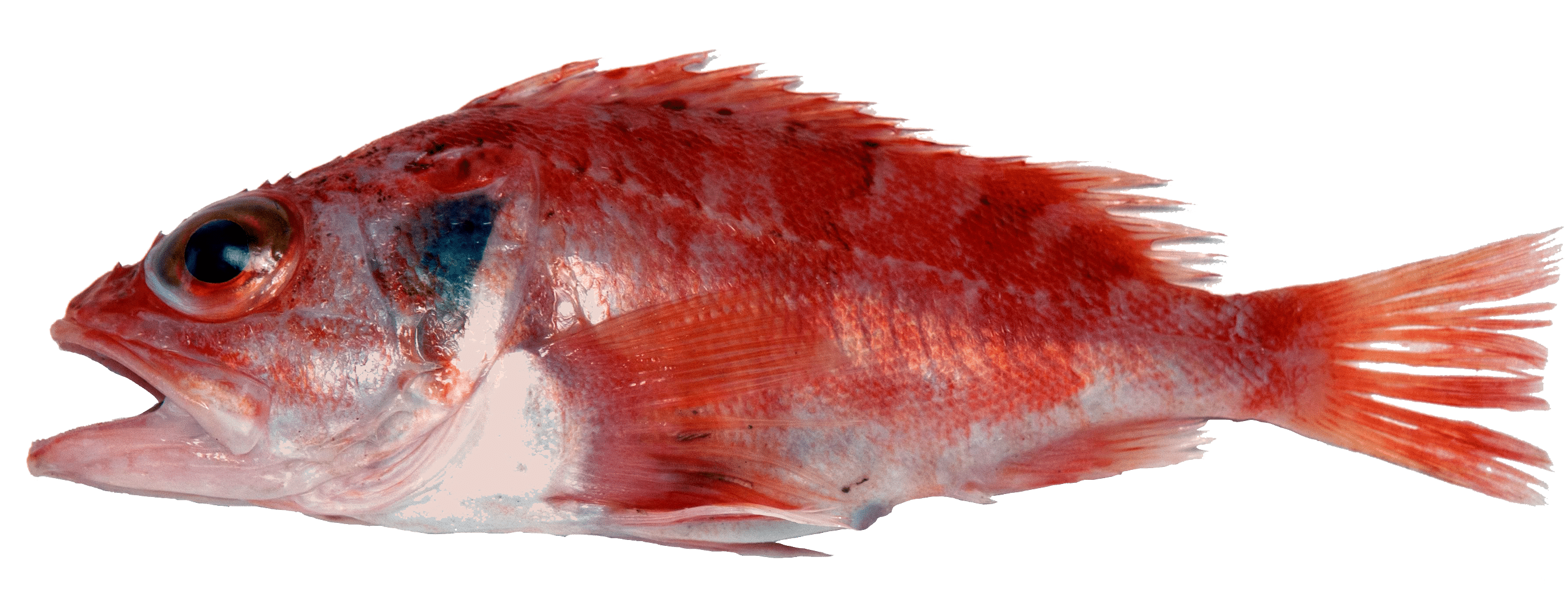 Red scorpionfish_Scorpaena scrofa_Act with us_Mr.Goodfish