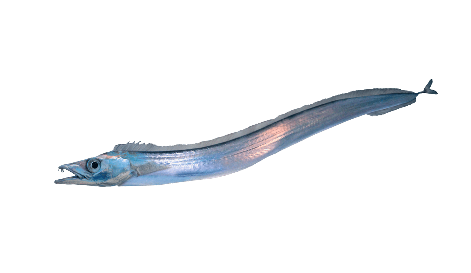 Silver scabbardfish_Lepidopus_Consum responsible_Mr.Goodfish