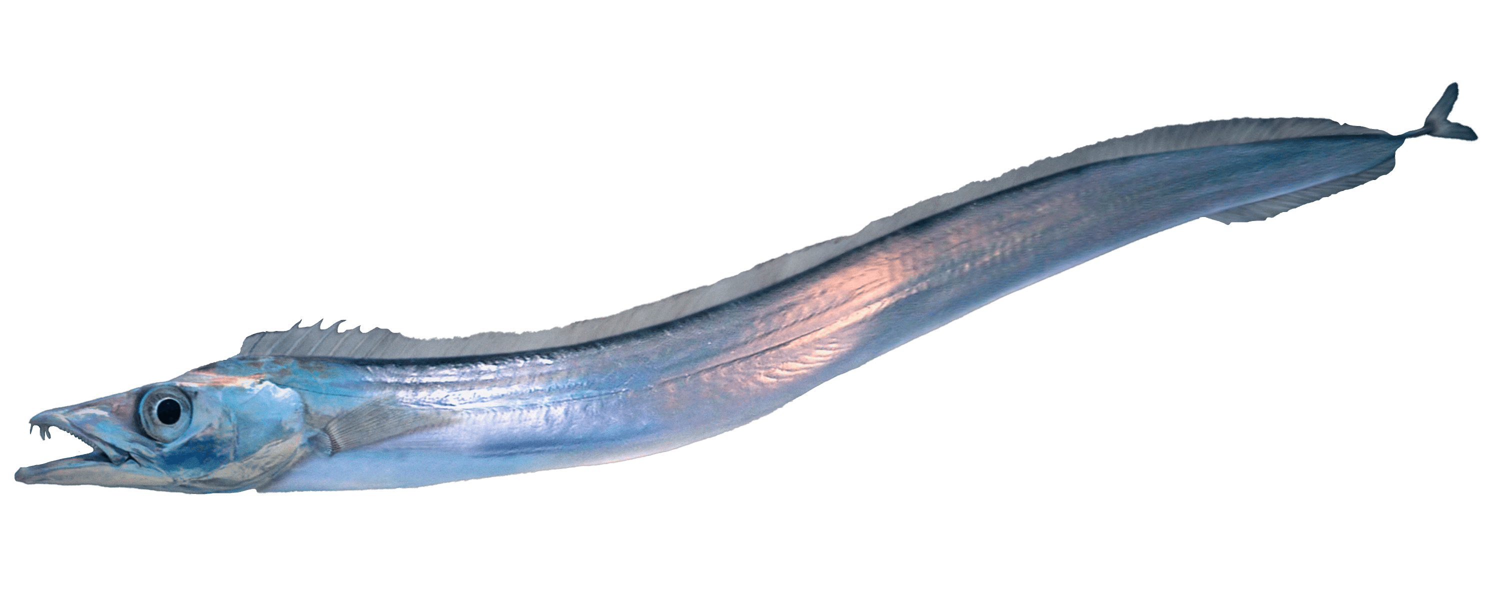 Sabre argente_Lepidopus_Consommez responsable_Mr.Goodfish