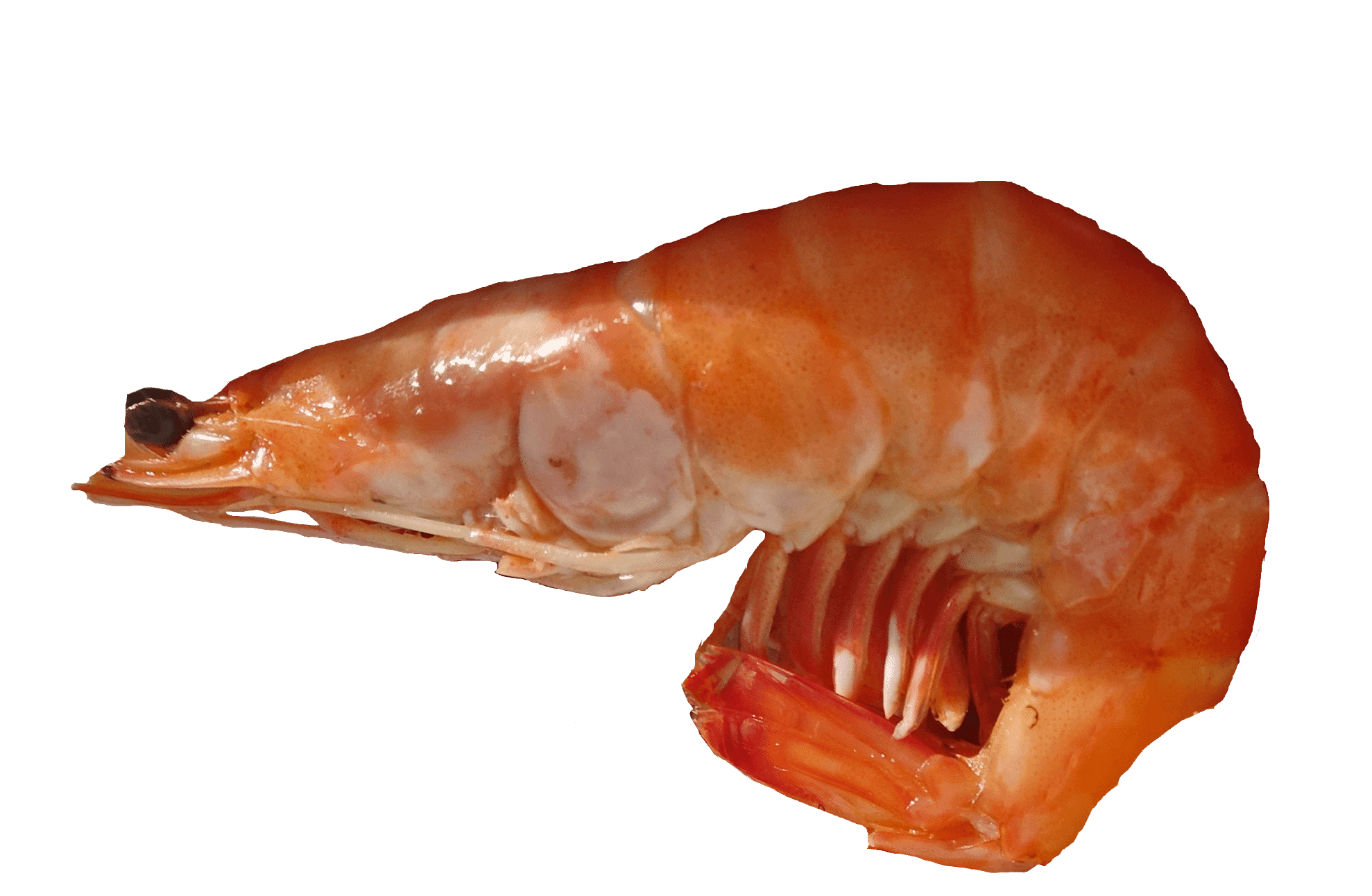 Gambas_Penaeus_japonicus_Aquaculture durable_Mr.Goodfish