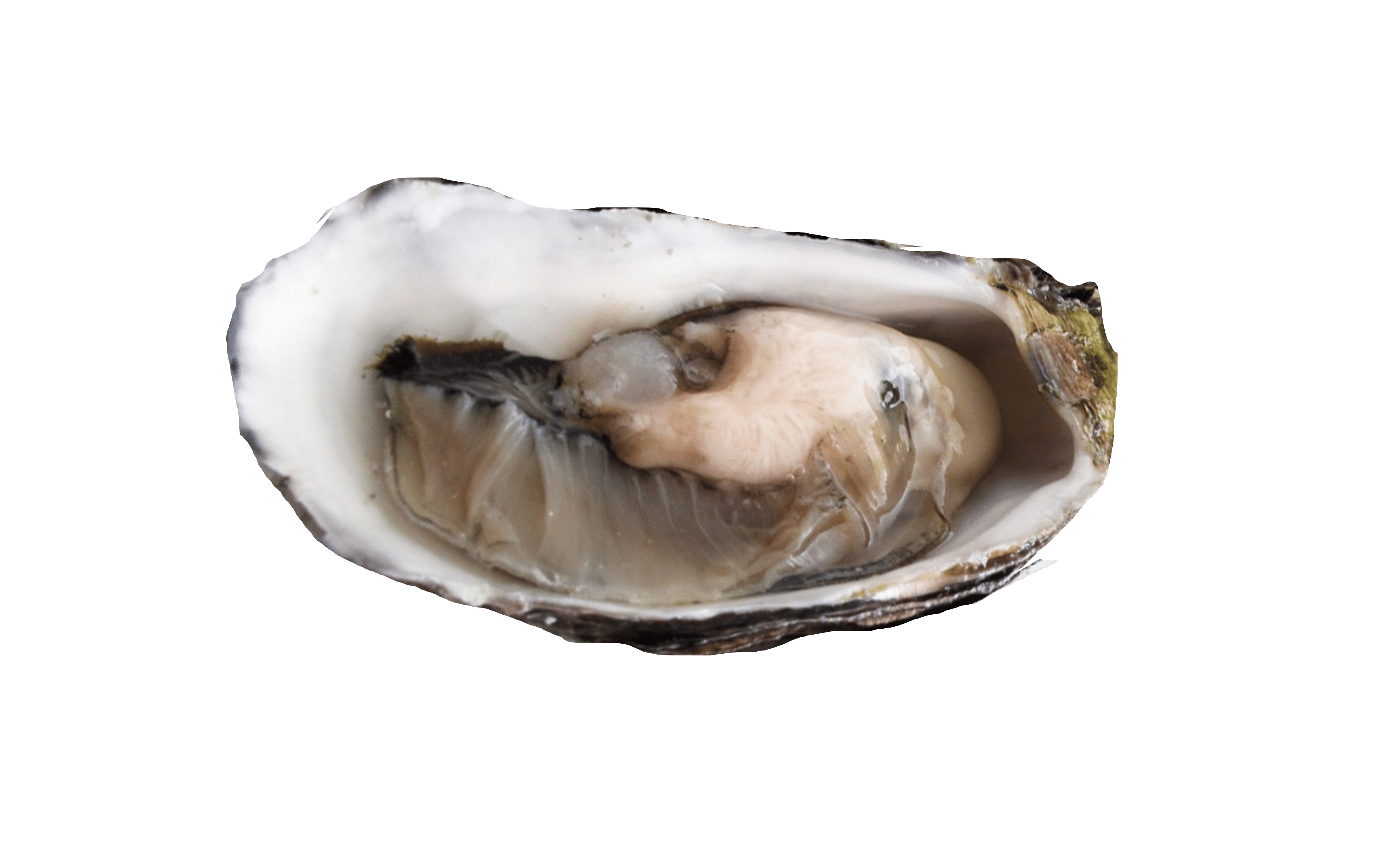 Huître creuse_Crassostrea gigas_Aquaculture durable_Mr.Goodfish