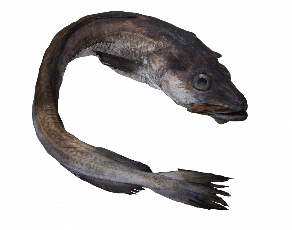 Blue_ling_Molva dypterygia_Consum_responsible_Mr.Goodfih