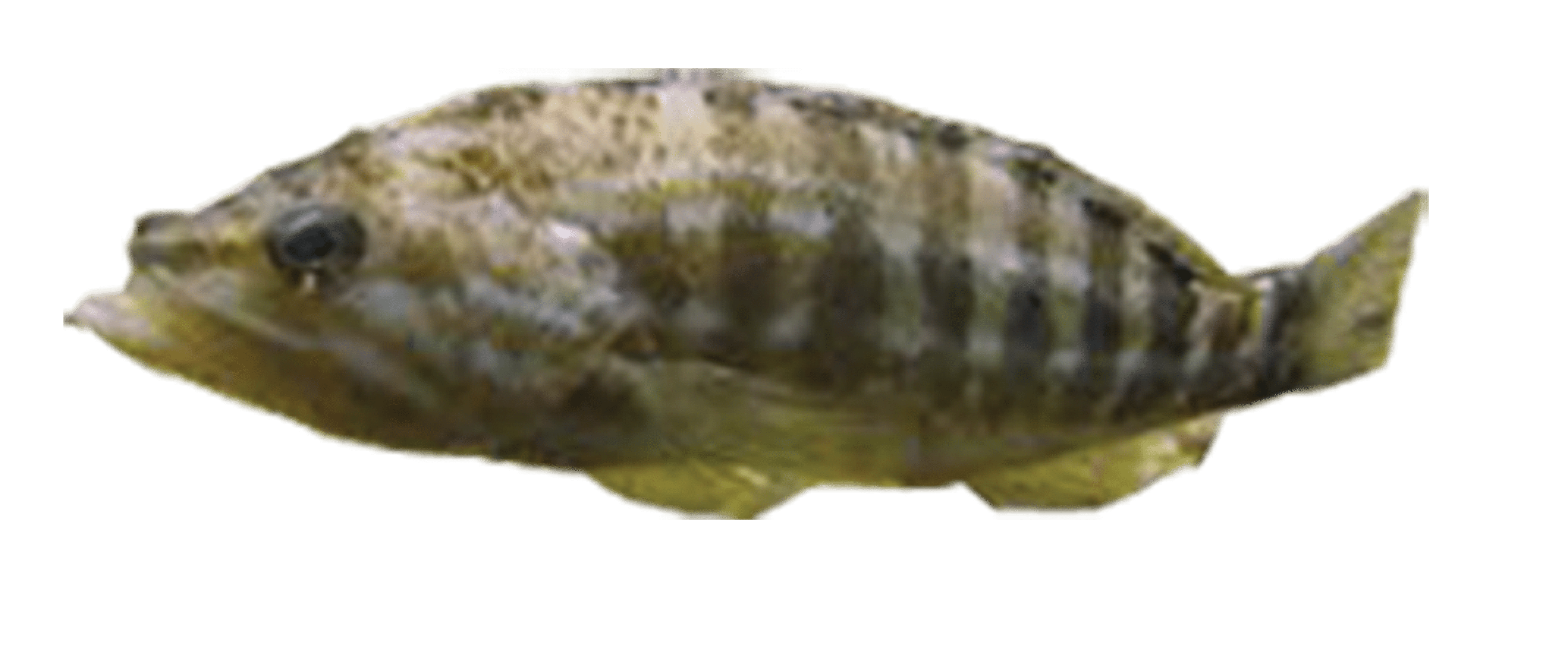 Comber_Serranus cabrilla_Consumn_responsible_Mr.Goodfish